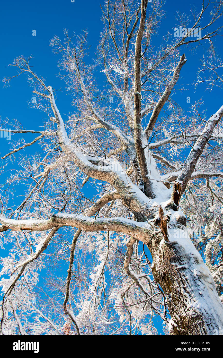 Snow covered oak tree, Ouachita Mountains, Arkansas, USA Stock Photo ...