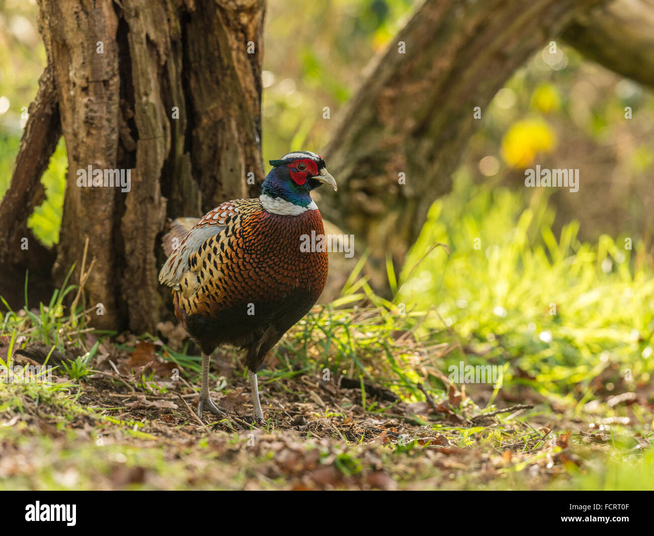 Beautiful Male Ring-necked Pheasant (Phasianus colchicus) foraging in ...