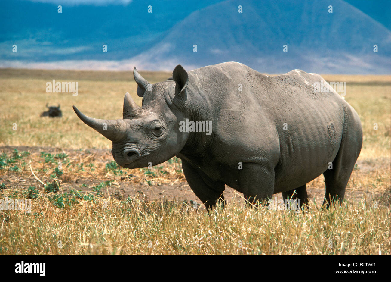 Black Rhinoceros ( Diceros bicornis ) , Tanzania, Africa Stock Photo ...