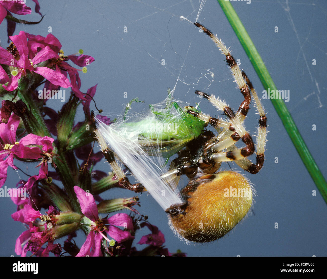 Spider wrapping hi-res stock photography and images - Alamy
