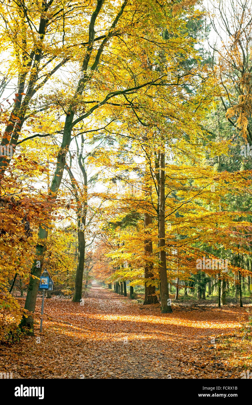 Fall in forest in the Netherlands Stock Photo - Alamy