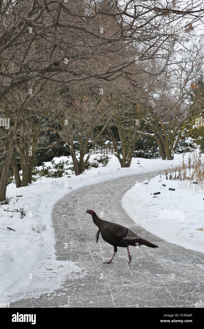A wild turkey crossing a snowy path at the Minnesota Landscape ...