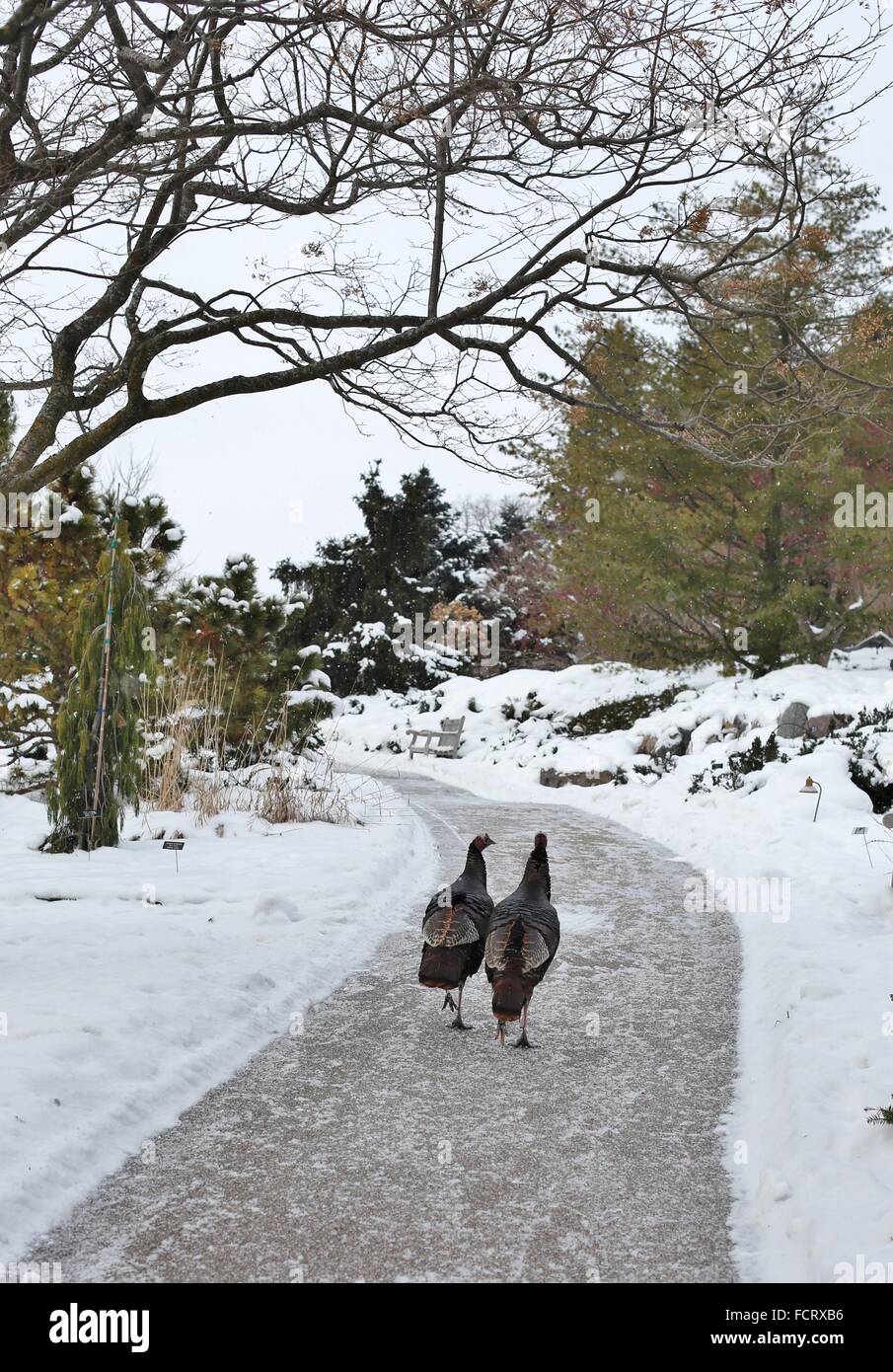 Two wild turkeys walking together on a snowy path at the Minnesota ...