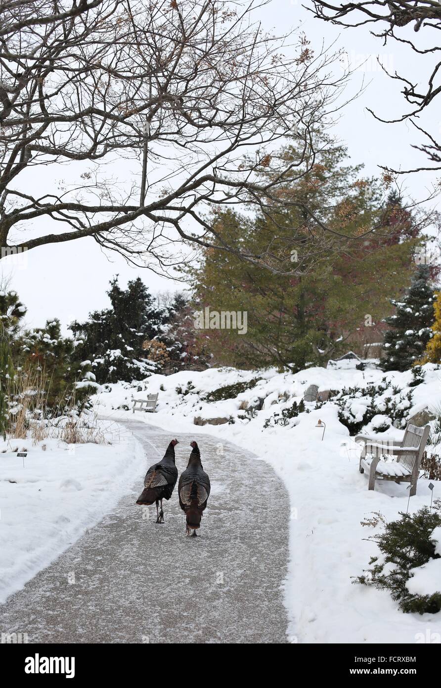 Two wild turkeys walking together on a snowy path at the Minnesota ...