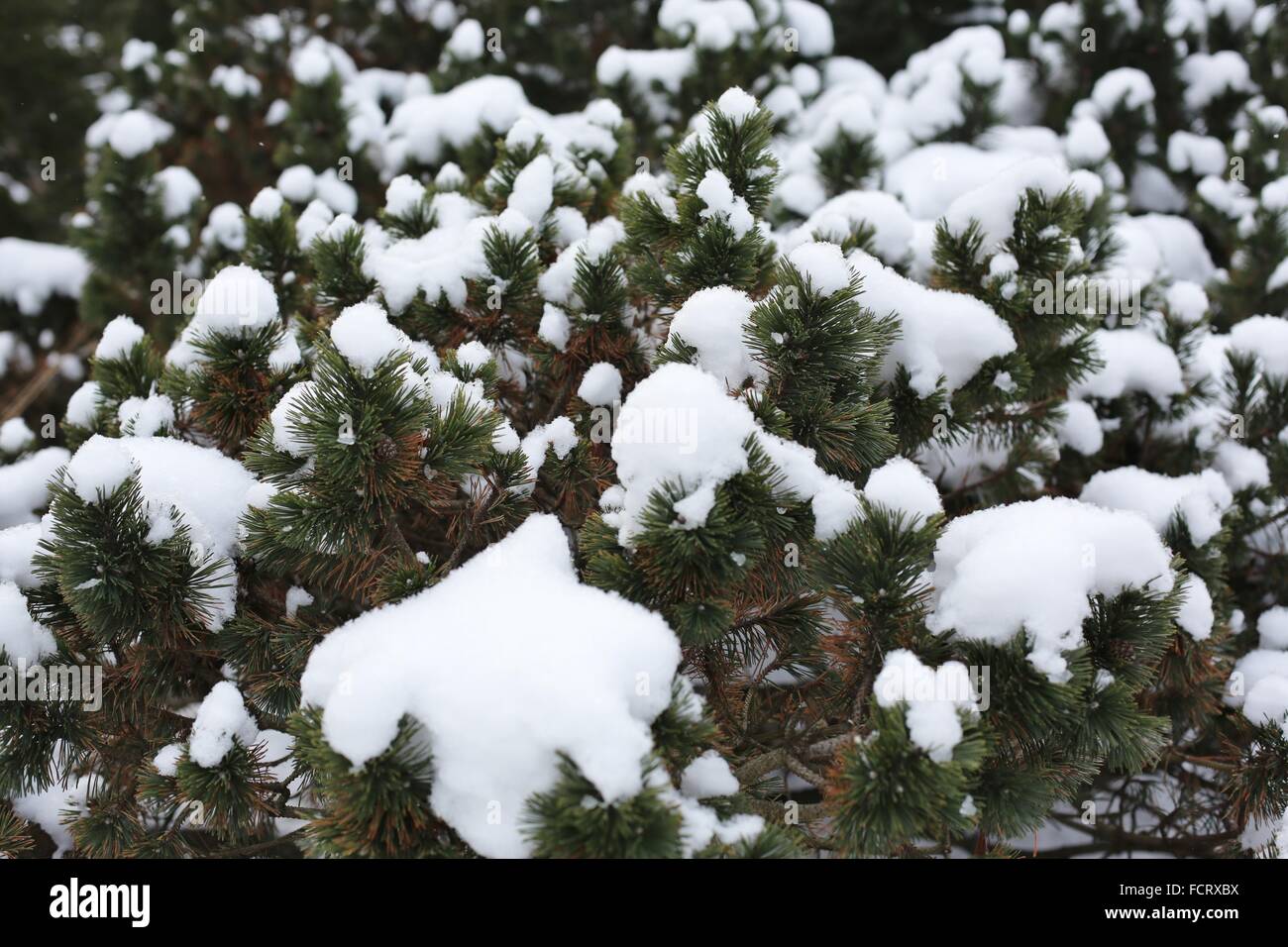 Heavy snow on an evergreen trees Stock Photo - Alamy