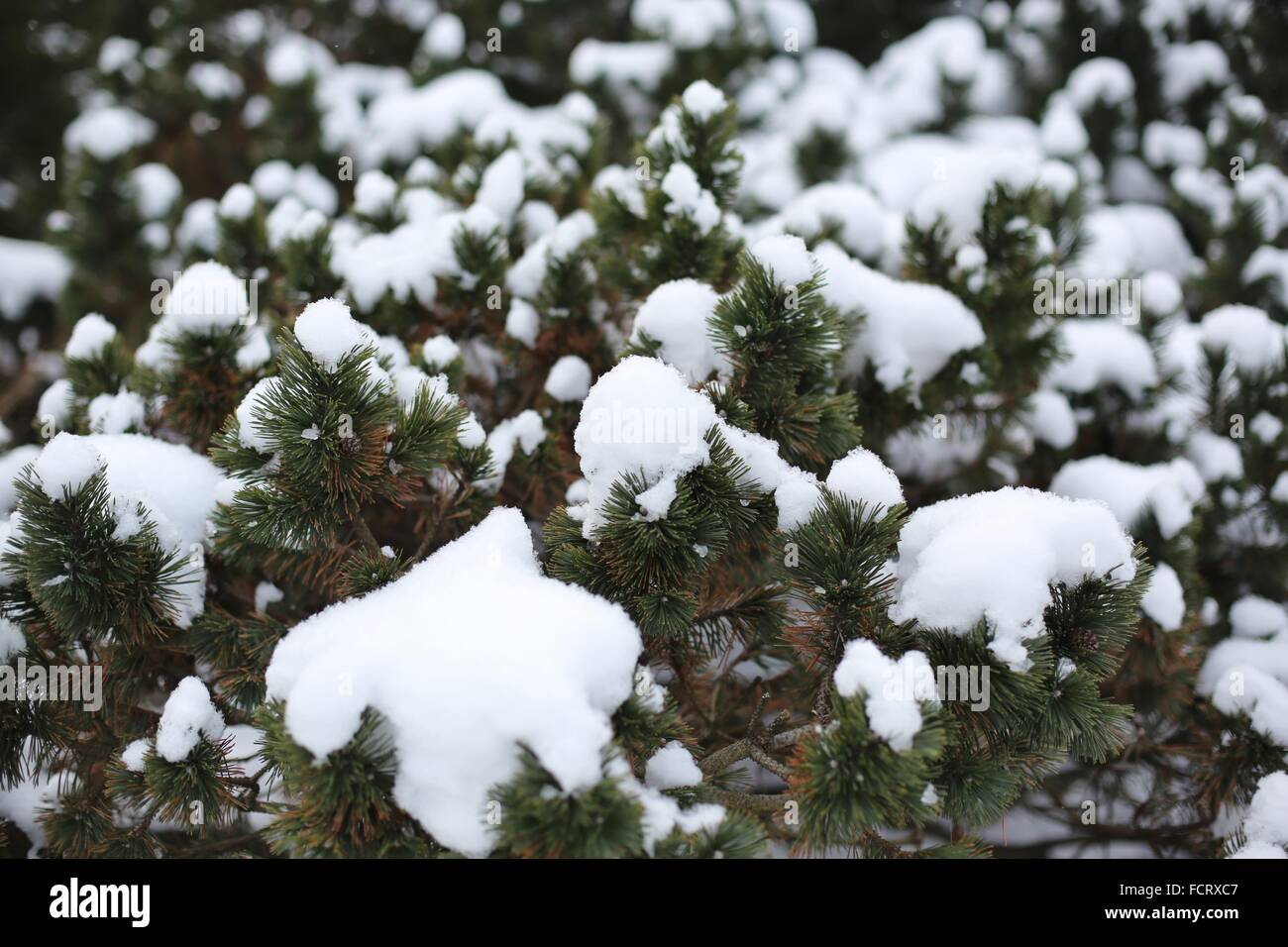 Heavy snow on an evergreen trees Stock Photo - Alamy