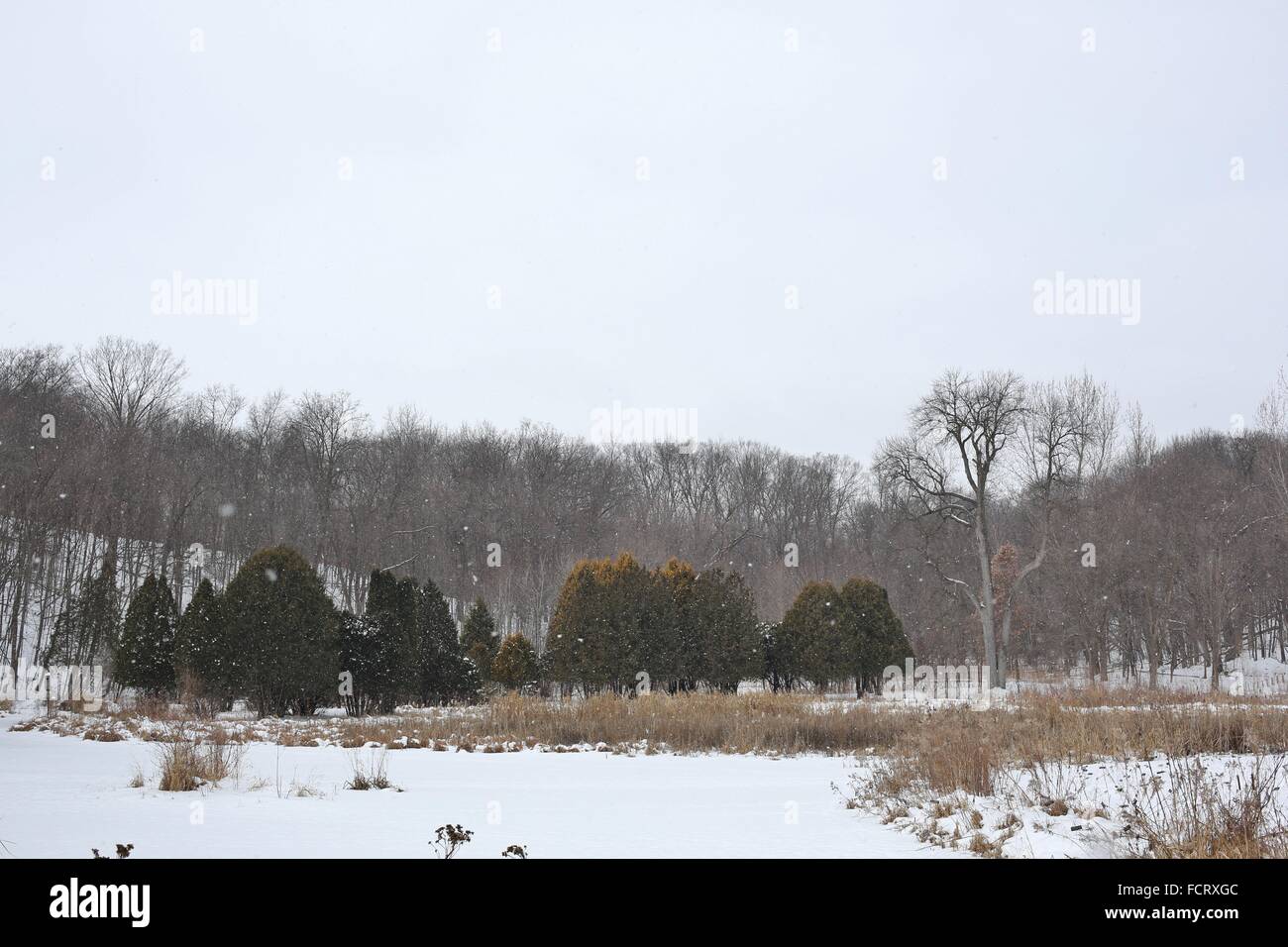 A snowy field in rural Minnesota Stock Photo - Alamy