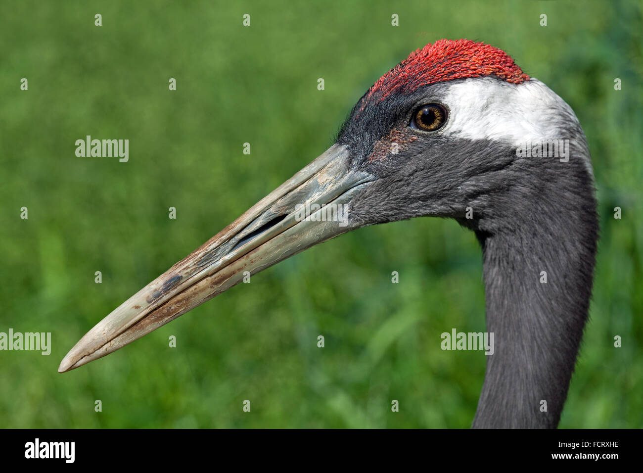 Red-crowned, Japanese or Manchurian Crane (Grus japonensis). Head and ...