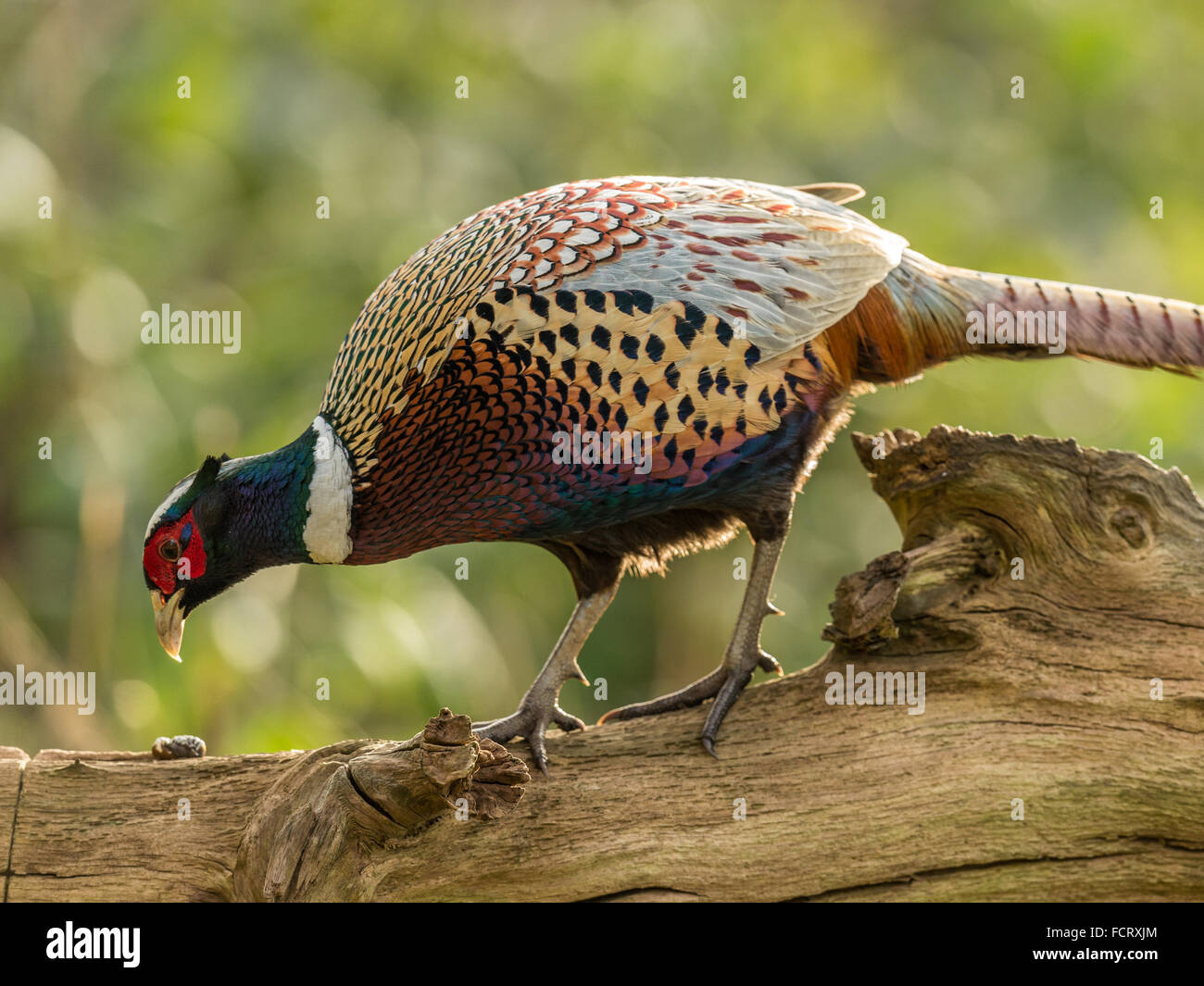 Beautiful Male Ring-necked Pheasant (Phasianus colchicus) foraging in ...