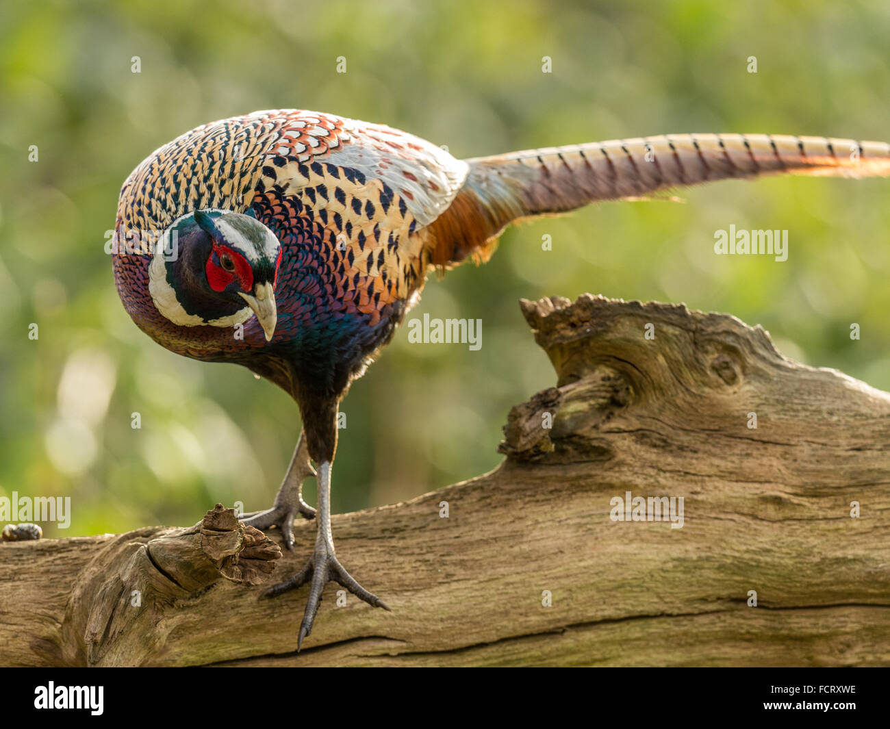 Beautiful Male Ring-necked Pheasant (Phasianus colchicus) foraging in natural woodland forest ...