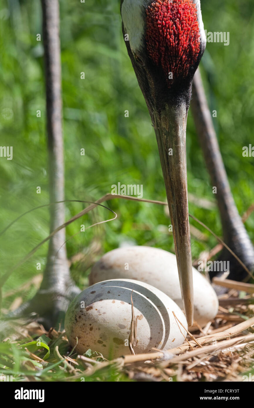 Adult bird turning hi-res stock photography and images - Alamy