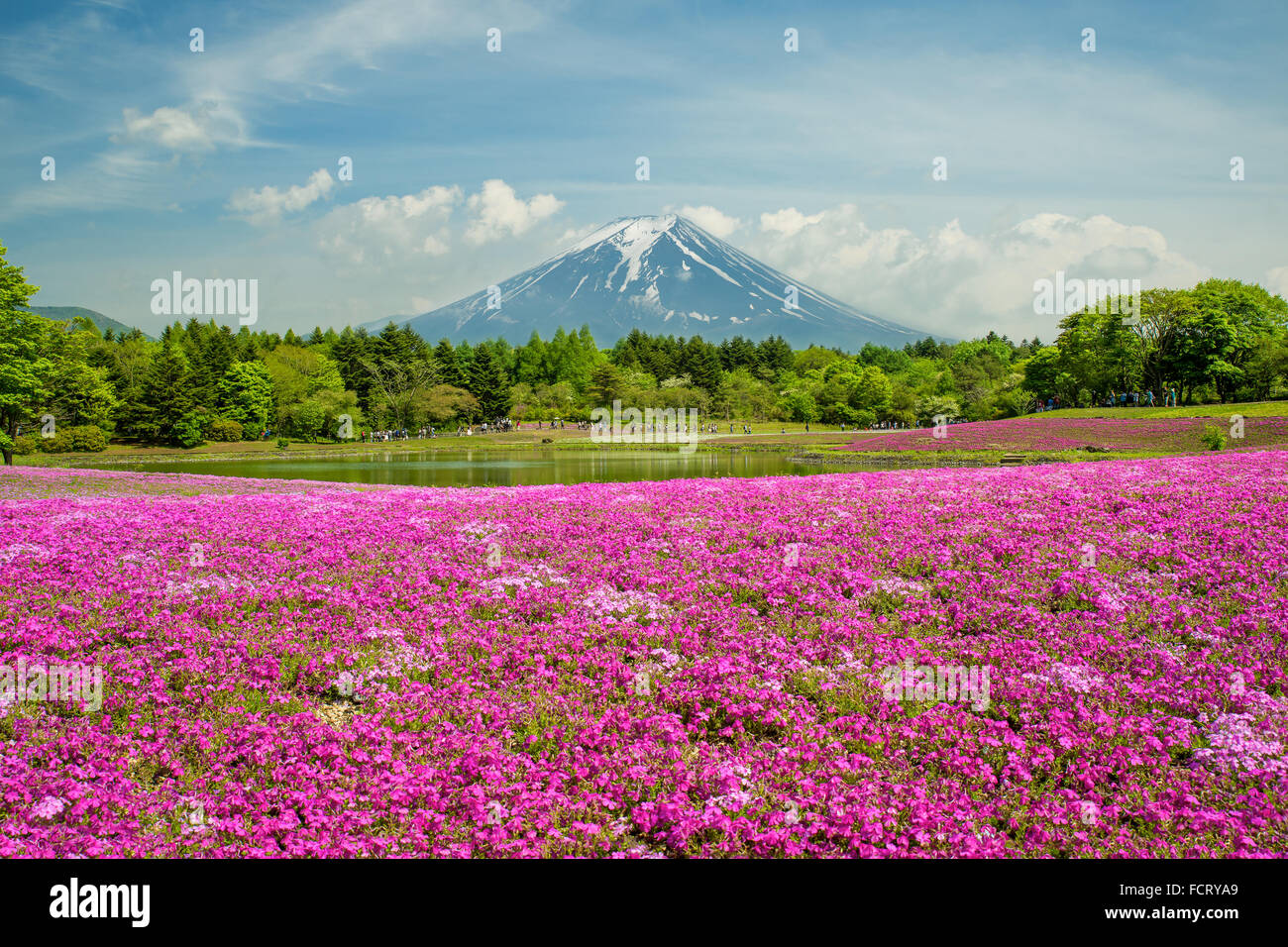 Japan fujiyama blossom hi-res stock photography and images - Alamy