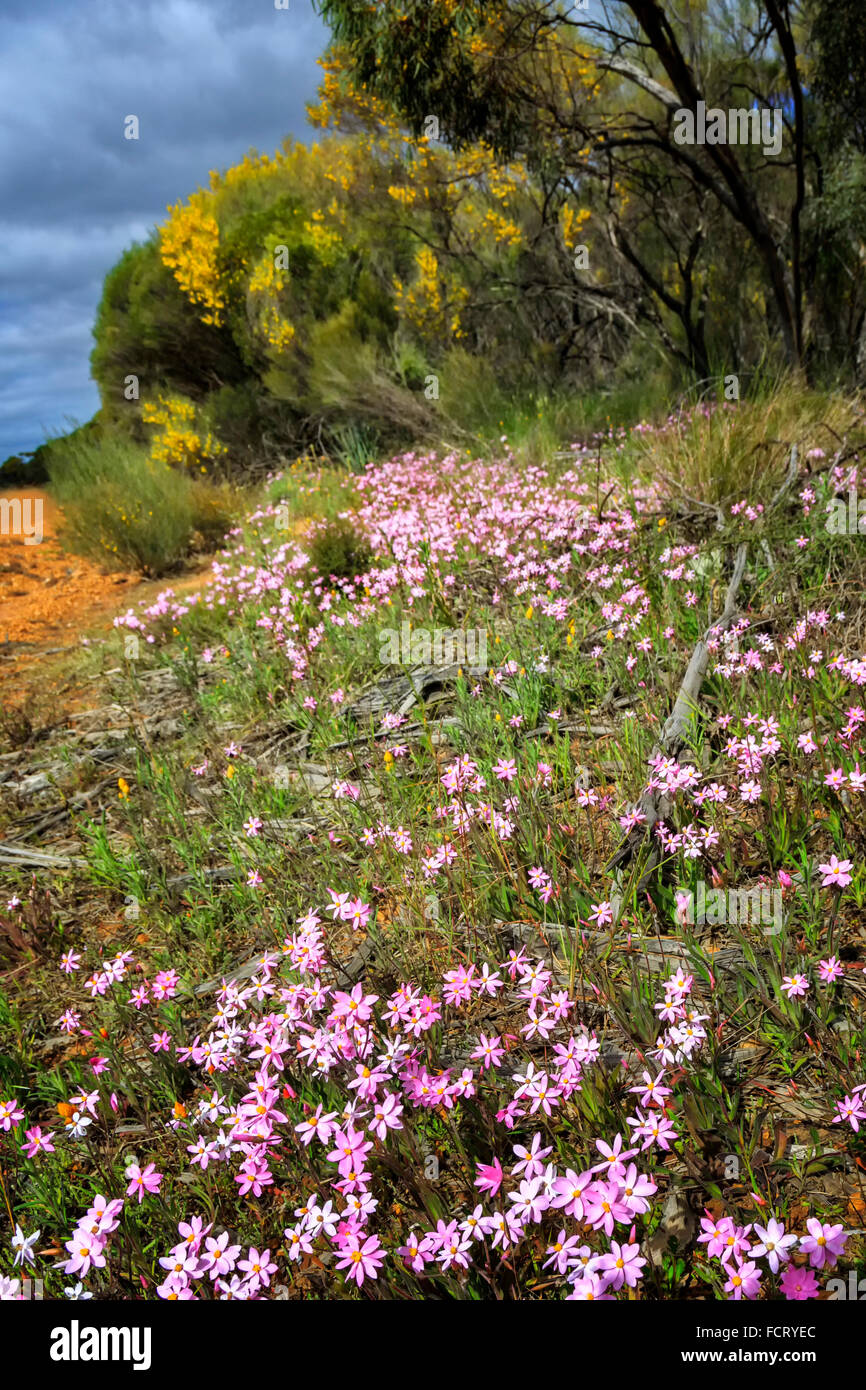 Native wild flowers hi-res stock photography and images - Alamy