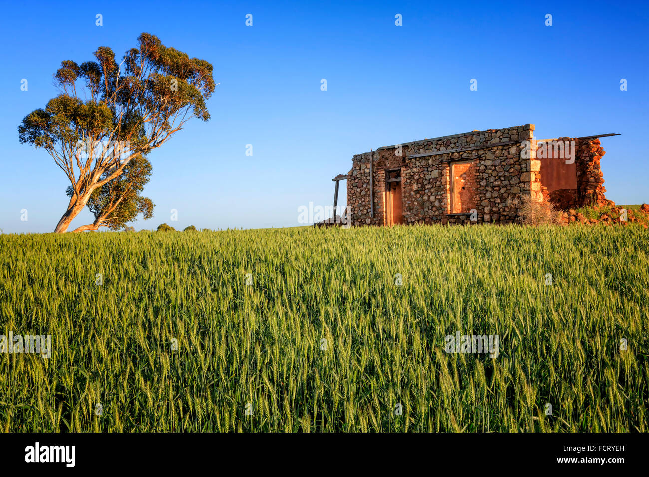 Ruined old farm house in the middle of a wheat field Stock Photo - Alamy