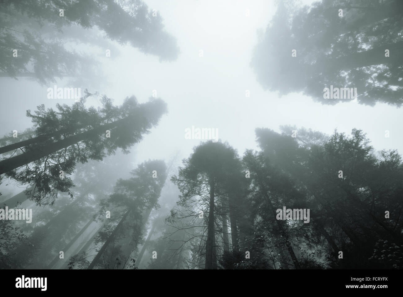 Giant tree in fog in Sequoia National Park Stock Photo - Alamy
