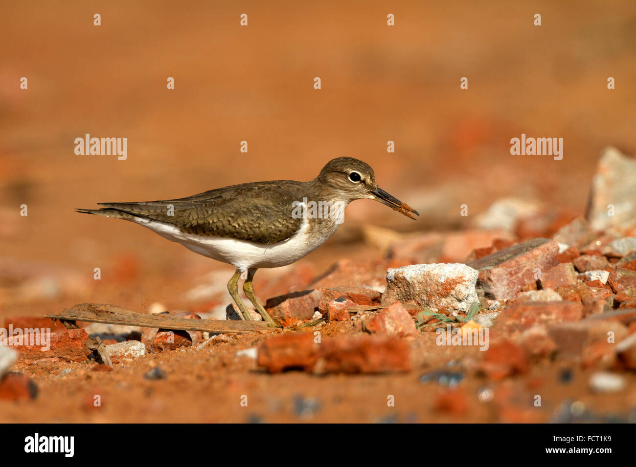 Sandpipers are most often seen poking in the sand for insects Stock ...