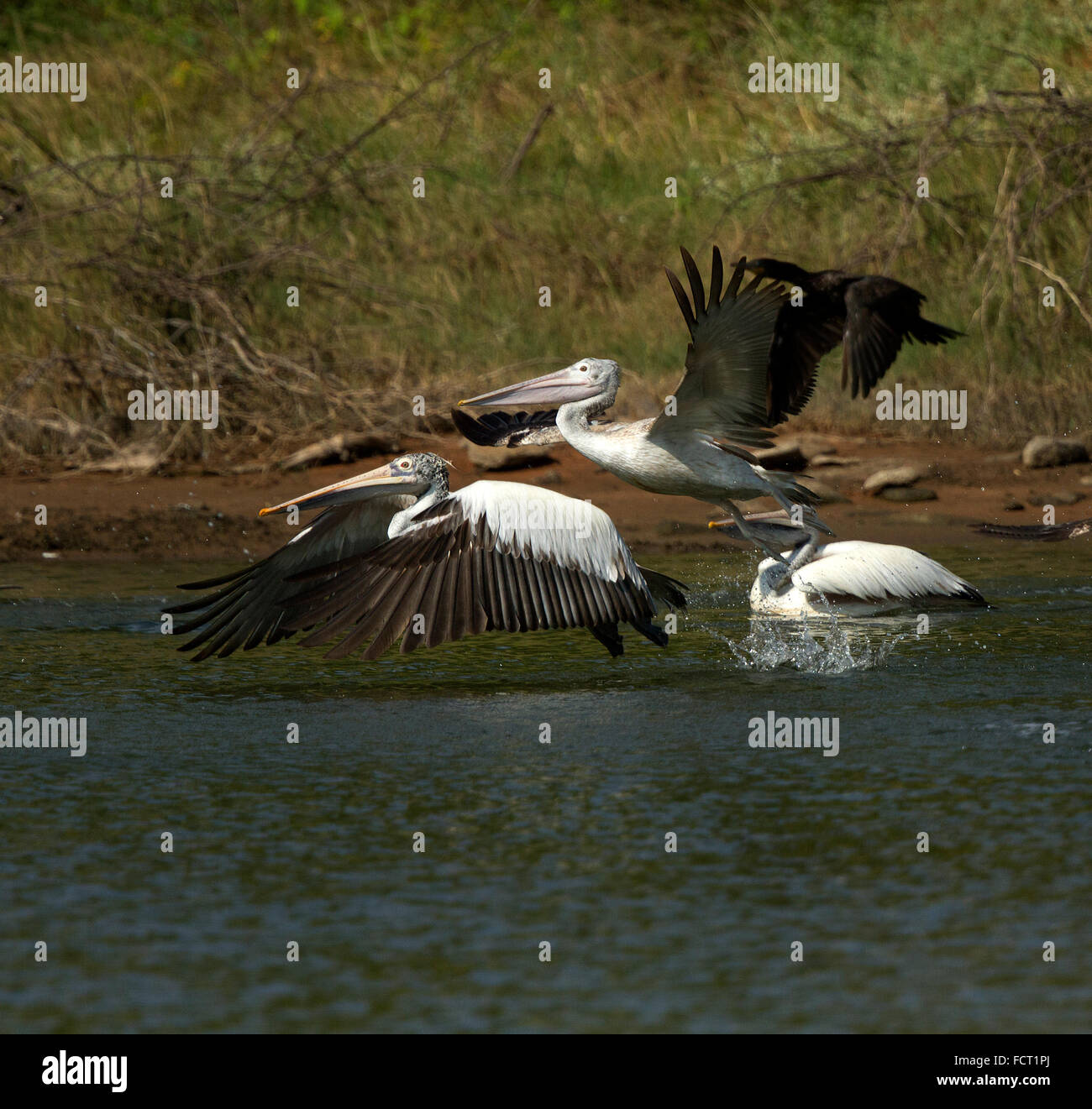 The spot-billed pelican or grey pelican (Pelecanus philippensis) is a ...