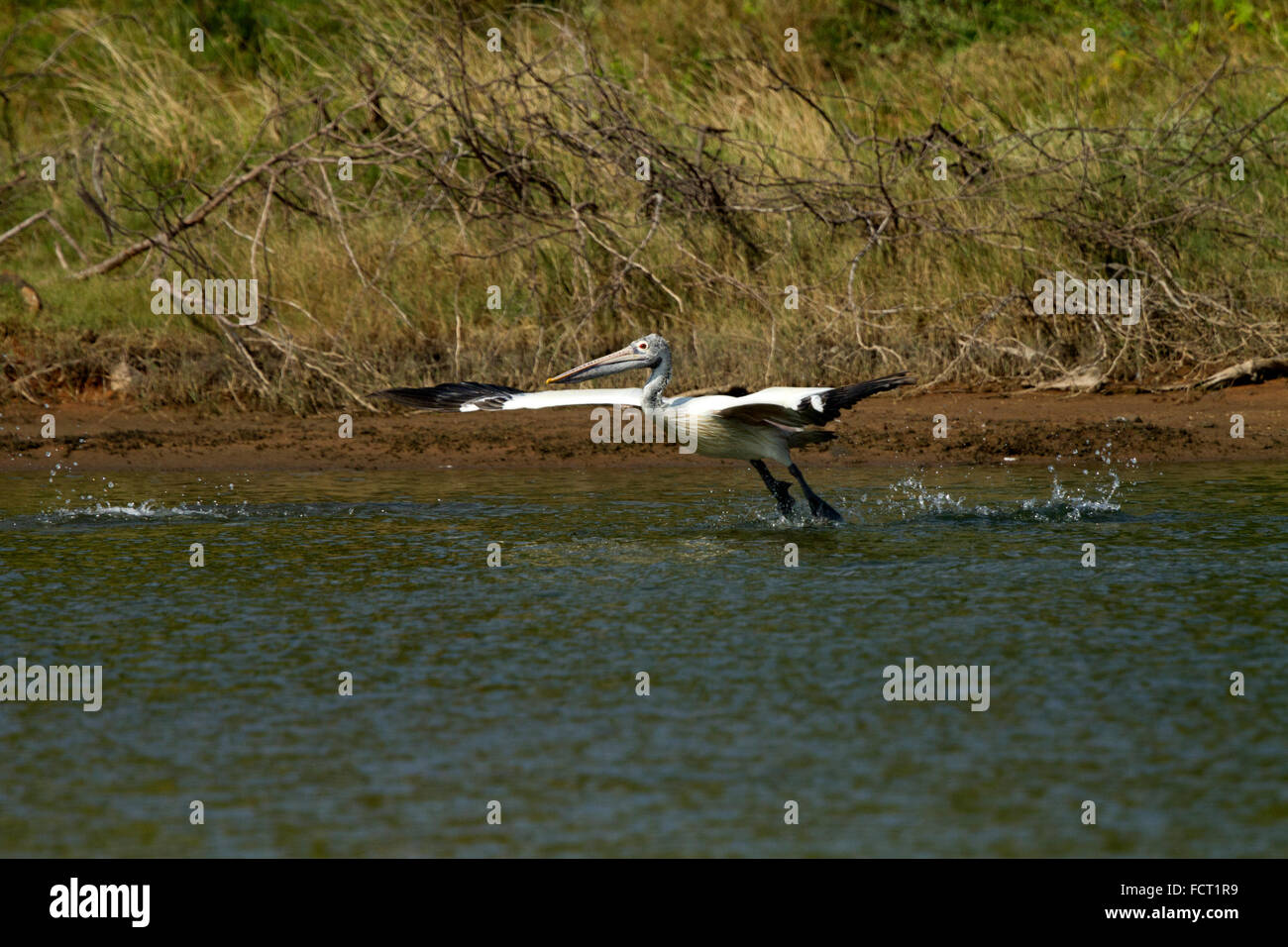 The spot-billed pelican or grey pelican (Pelecanus philippensis) is a ...