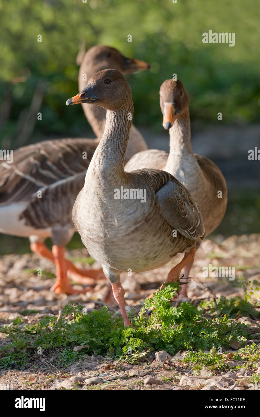 Bean Geese (Anser fabilis Stock Photo - Alamy