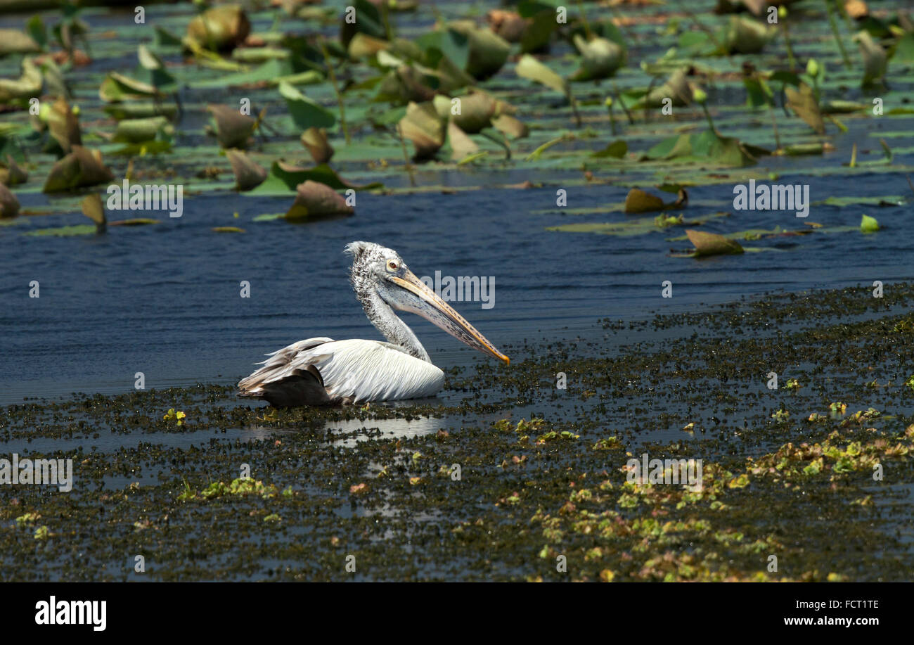 The spot-billed pelican or grey pelican (Pelecanus philippensis) is a ...