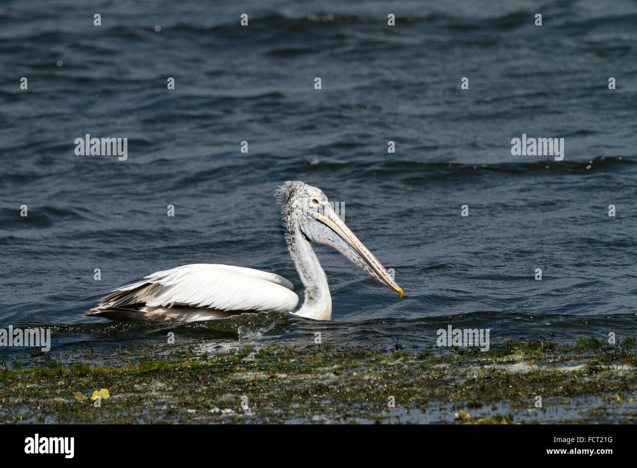 The spot-billed pelican or grey pelican (Pelecanus philippensis) is a ...