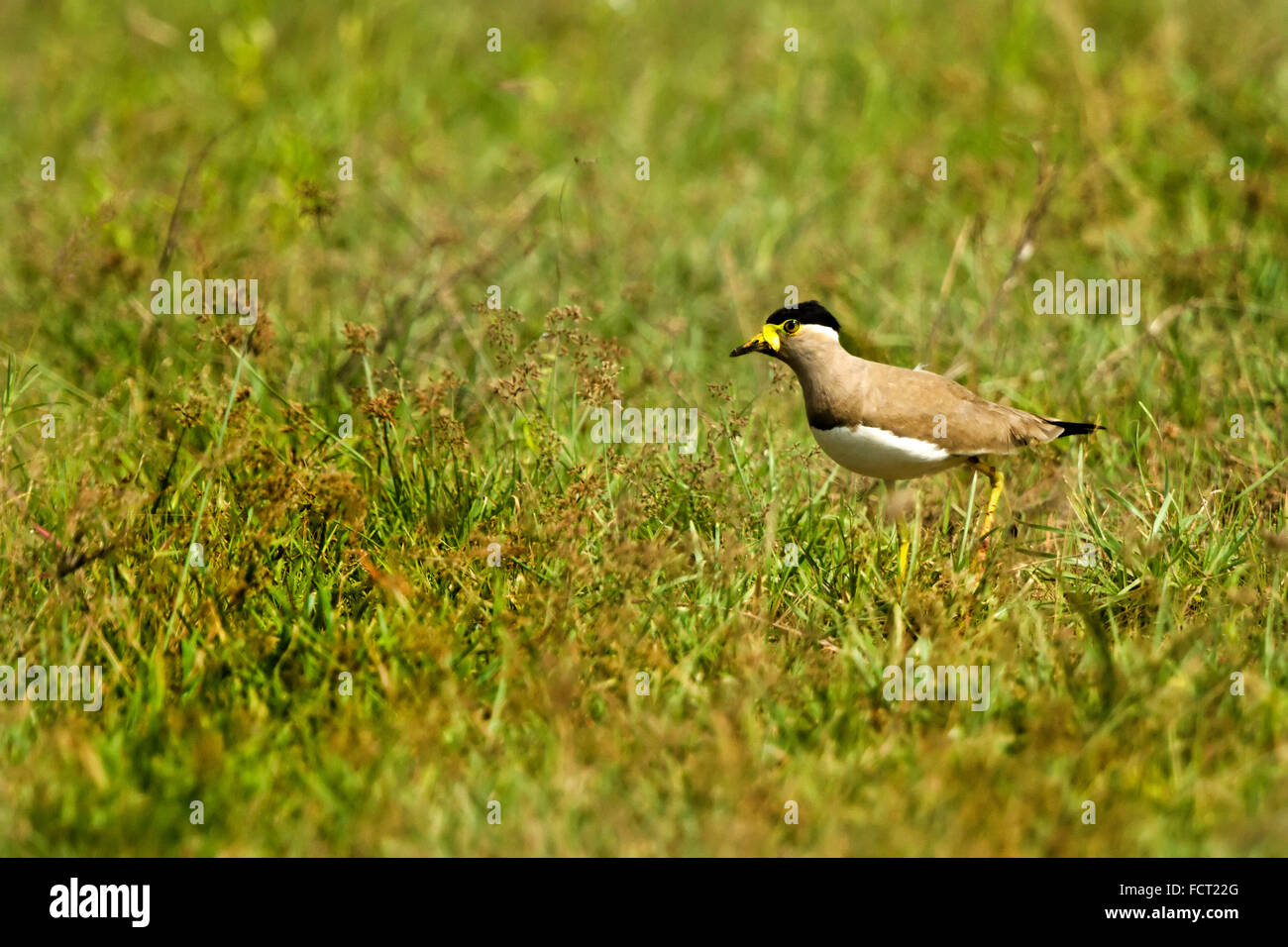 The yellow-wattled lapwing (Vanellus malabaricus) is a lapwing that is ...