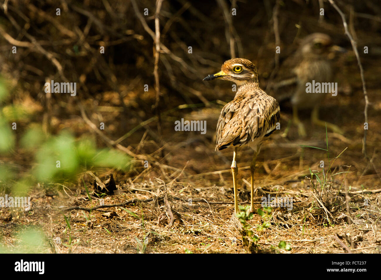 The Indian stone-curlew or Indian thick-knee (Burhinus indicus) is a ...