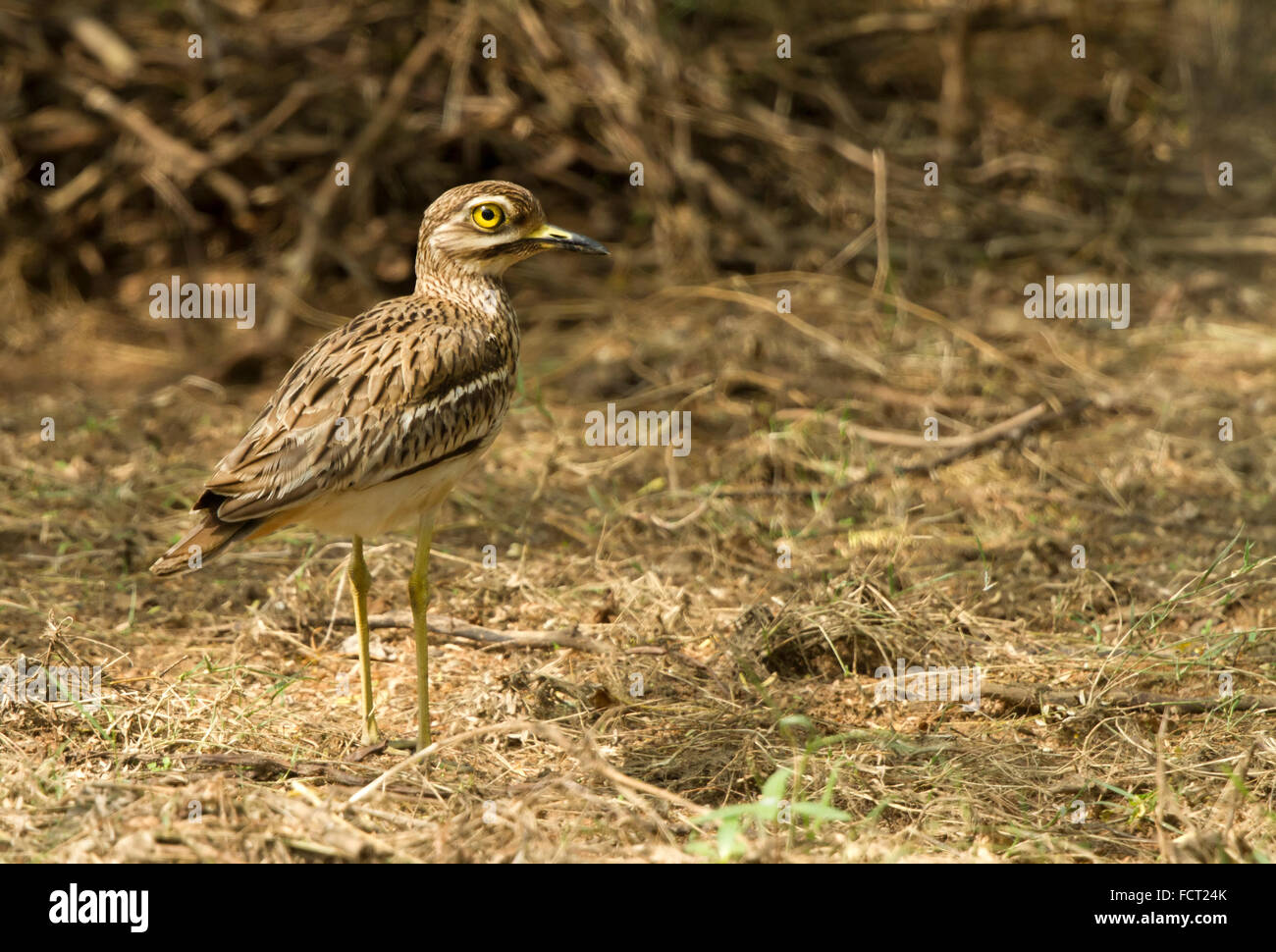The Indian stone-curlew or Indian thick-knee (Burhinus indicus) is a ...