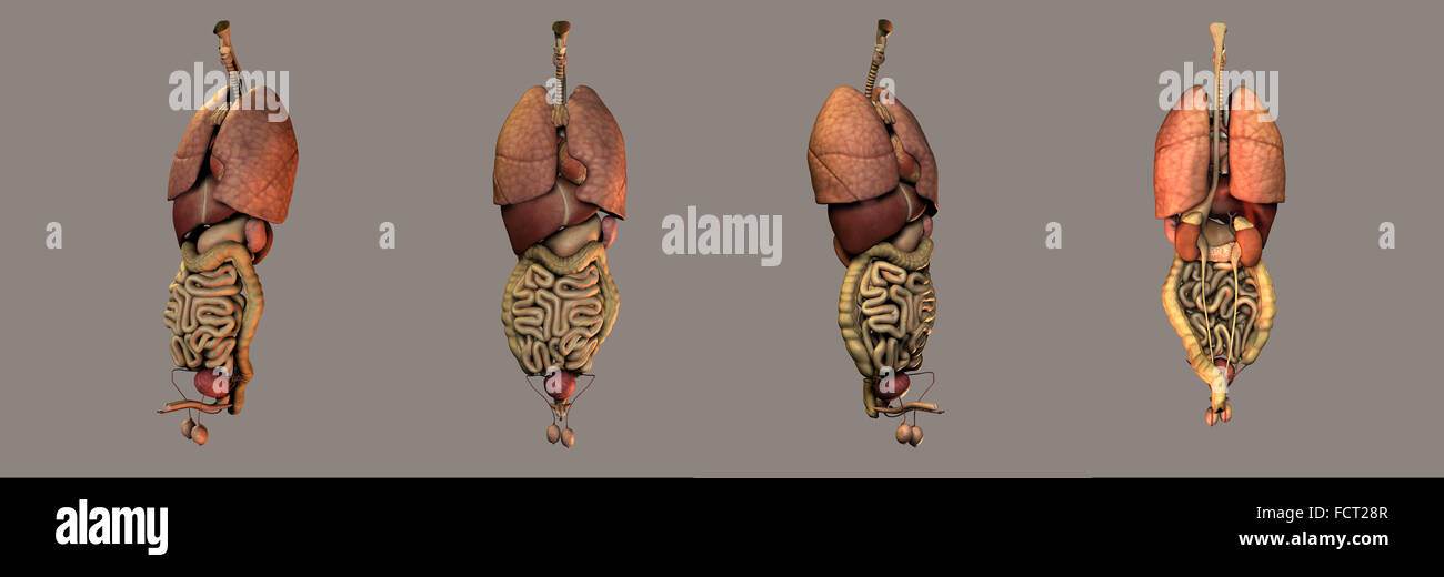 medical illustration of the organs system Stock Photo - Alamy