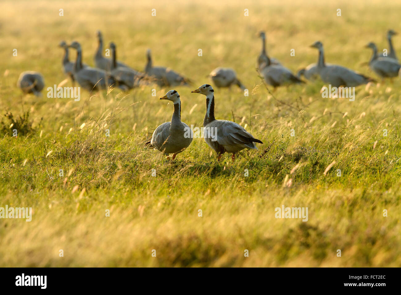 The bar-headed goose is a medium to large, pale grey goose with a ...
