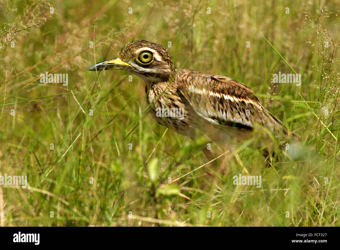 Portrait of a Dikkop or Thick-knee bird Stock Photo - Alamy