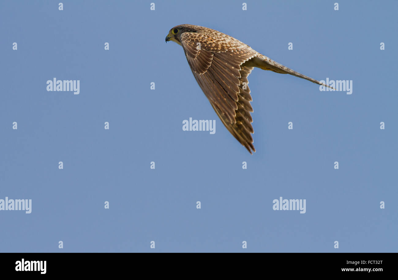 Falcon in flight Stock Photo - Alamy