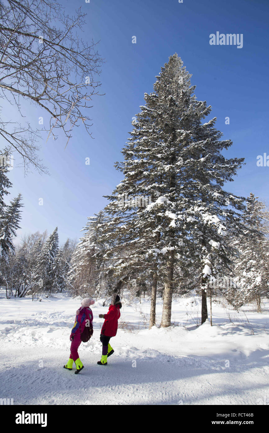Hailin, Hailin, CHN. 23rd Jan, 2016. Beautiful views of ice and snow in ...