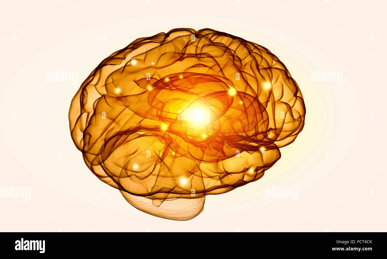 Science image with human brain on white background Stock Photo - Alamy