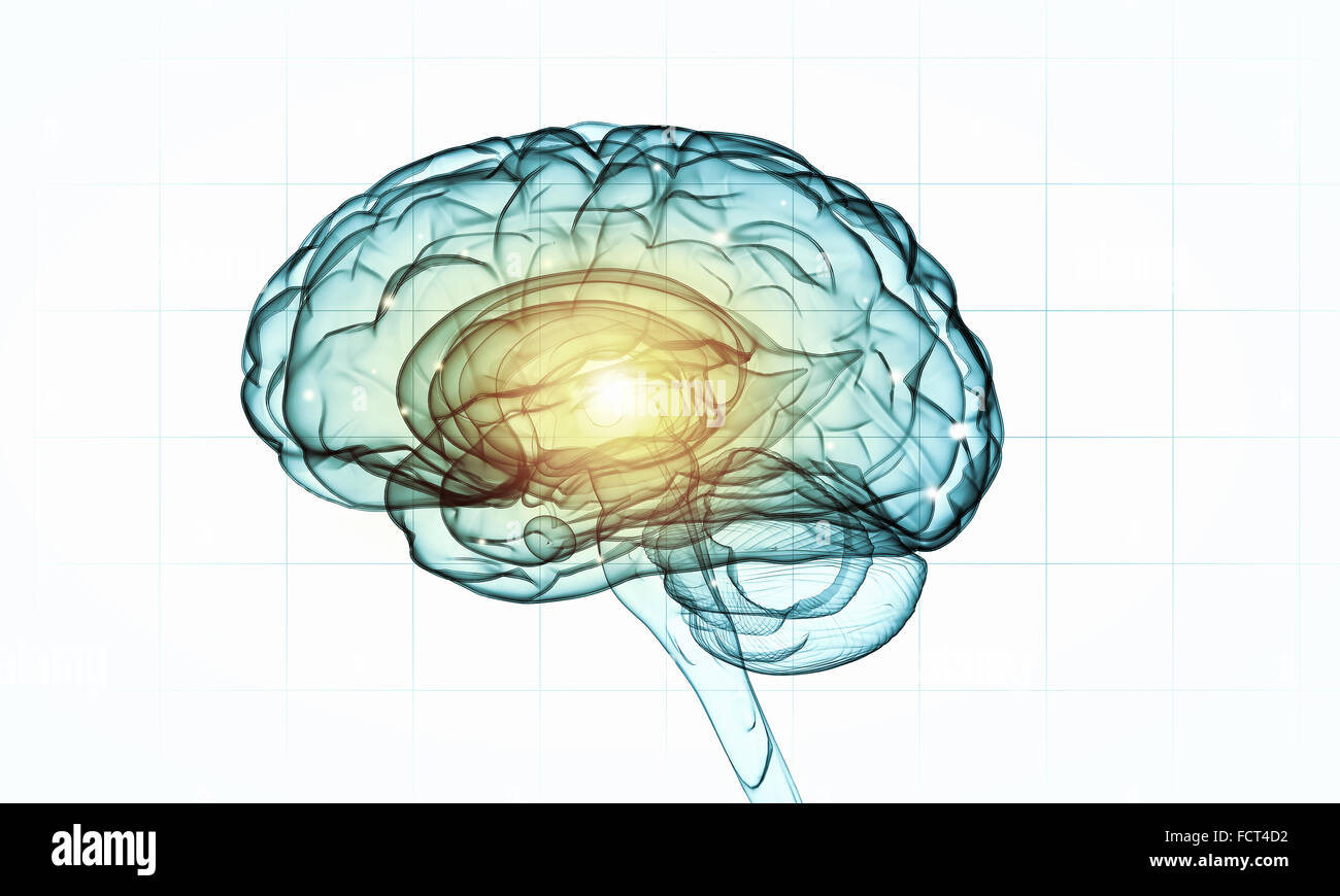 Science image with human brain on white background Stock Photo - Alamy