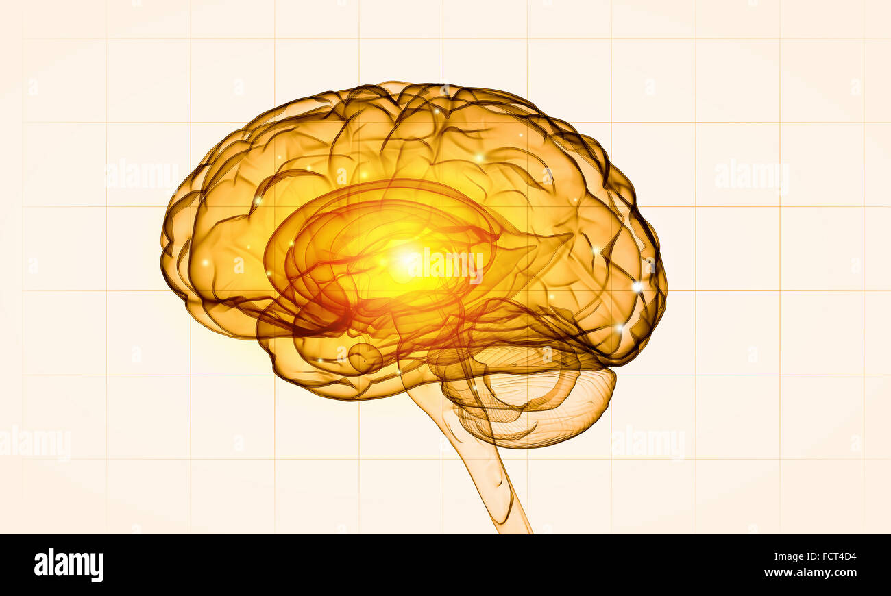 Science image with human brain on white background Stock Photo - Alamy