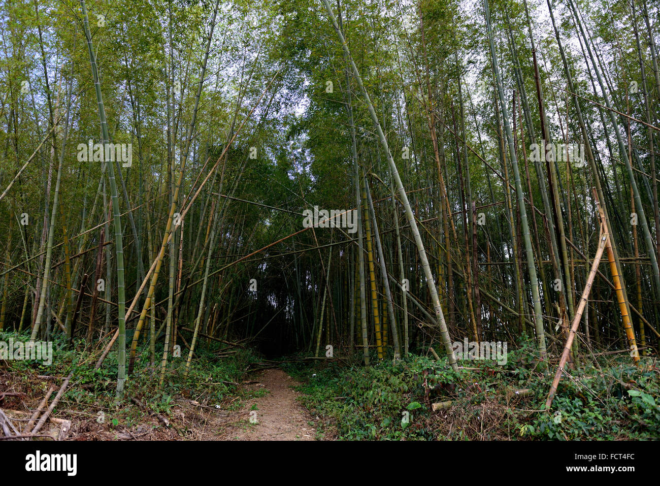 Vertical shot tall bamboo hi-res stock photography and images - Alamy