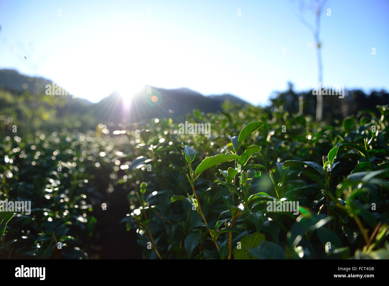 tea plantation & sunlight Stock Photo - Alamy