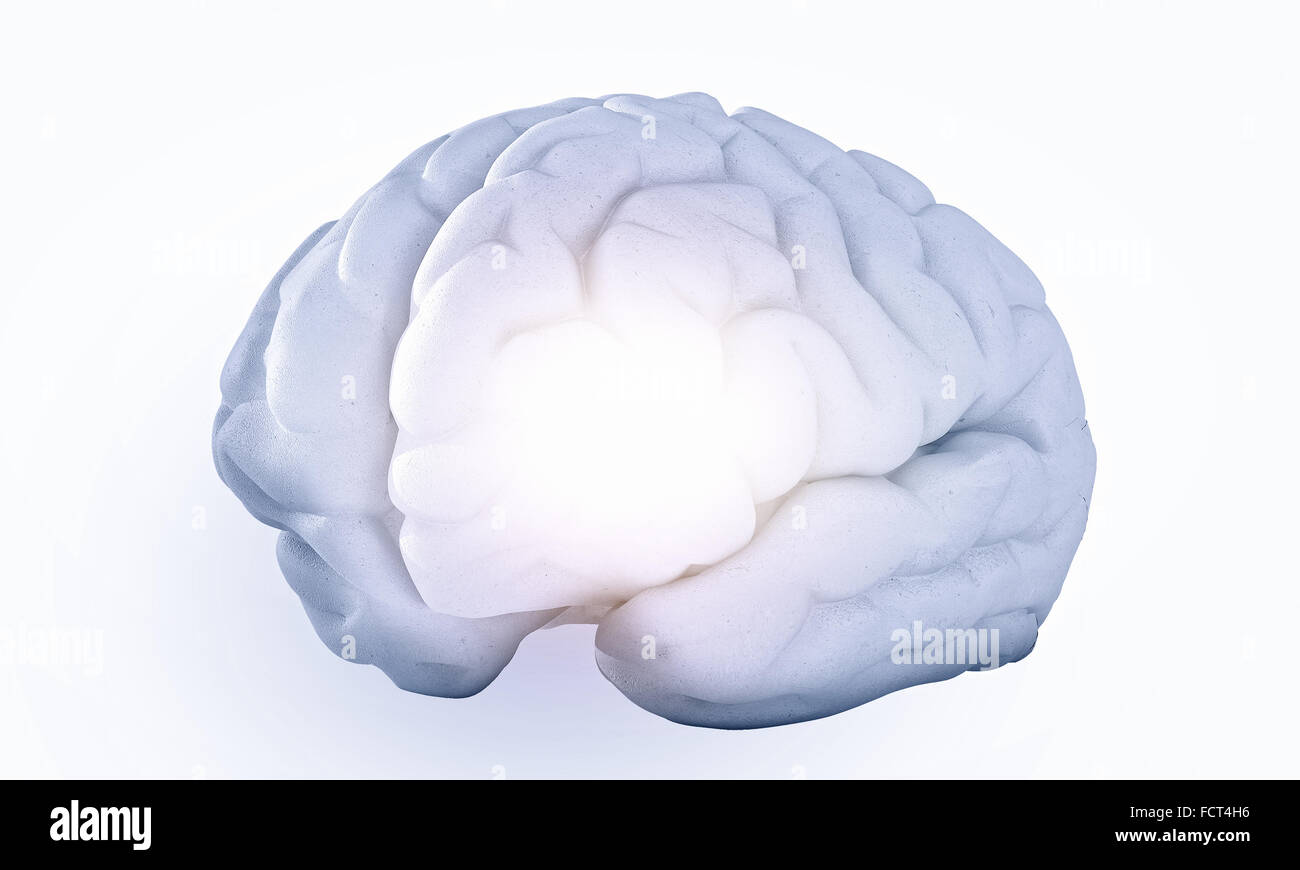 Science image with human brain on white background Stock Photo - Alamy