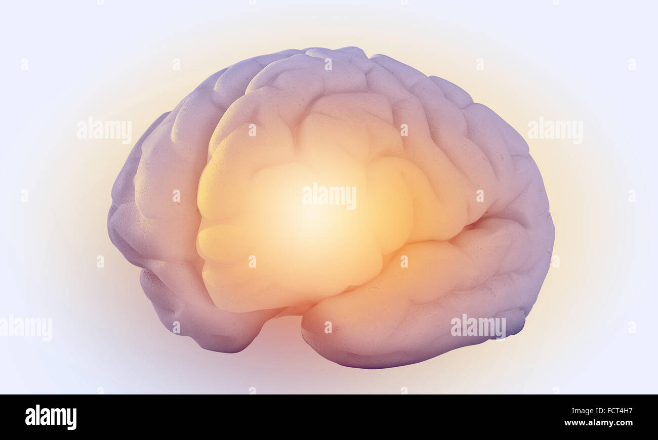 Science image with human brain on white background Stock Photo - Alamy