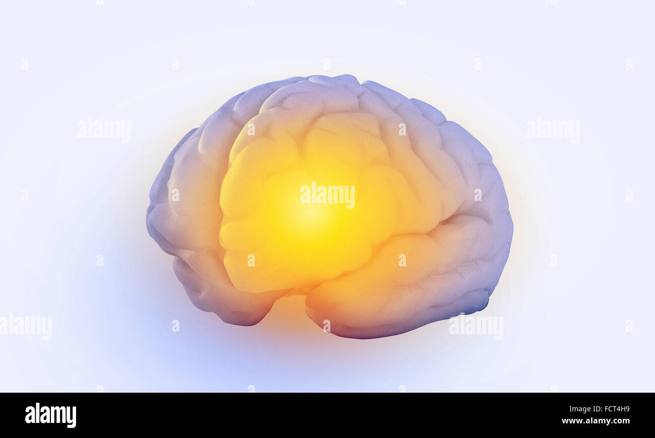 Science image with human brain on white background Stock Photo - Alamy