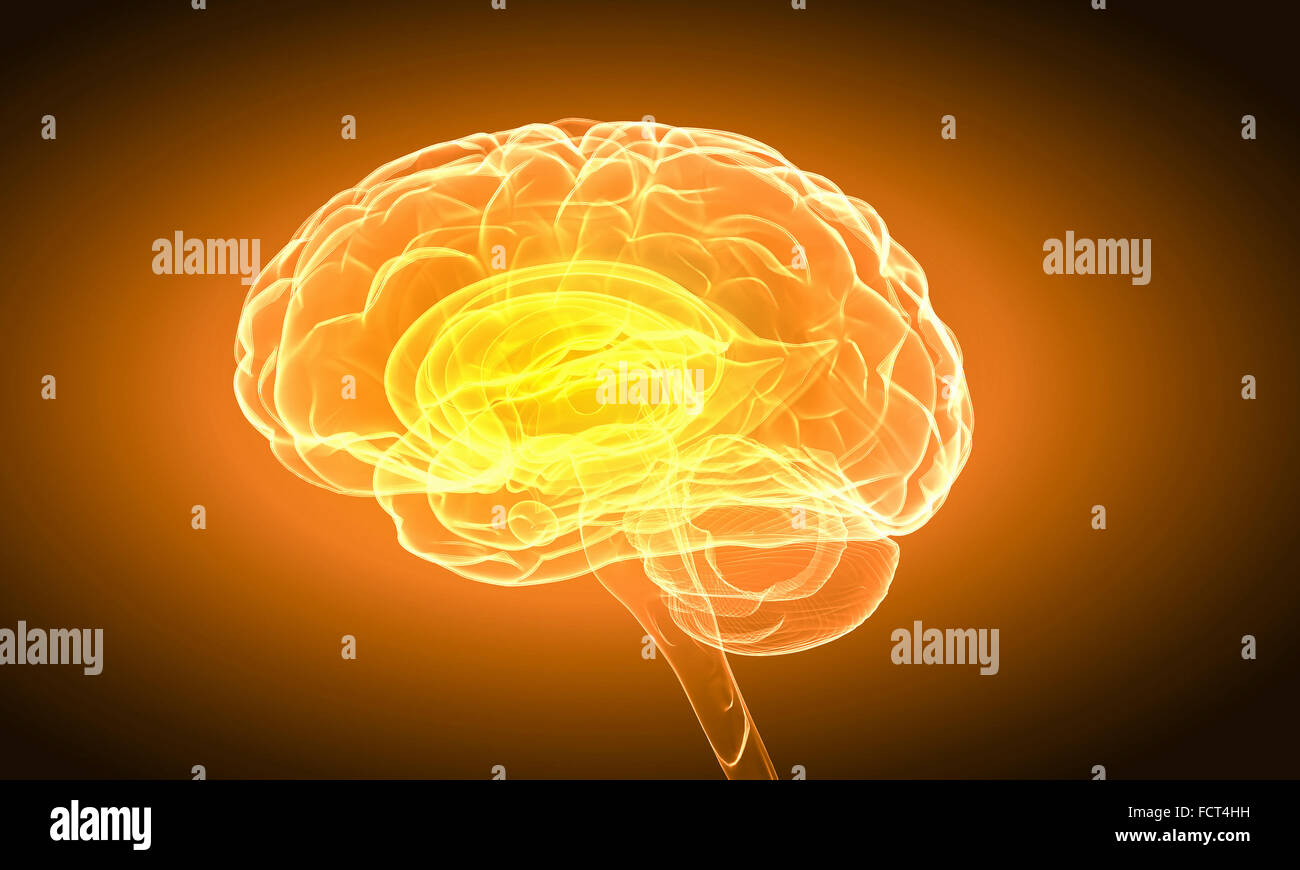 Science image with human brain on yellow background Stock Photo - Alamy