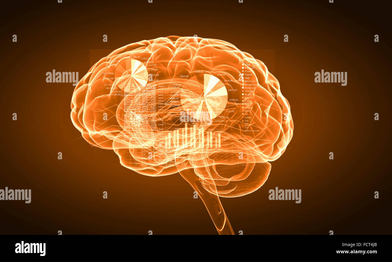 Image human brain diagram hi-res stock photography and images - Alamy