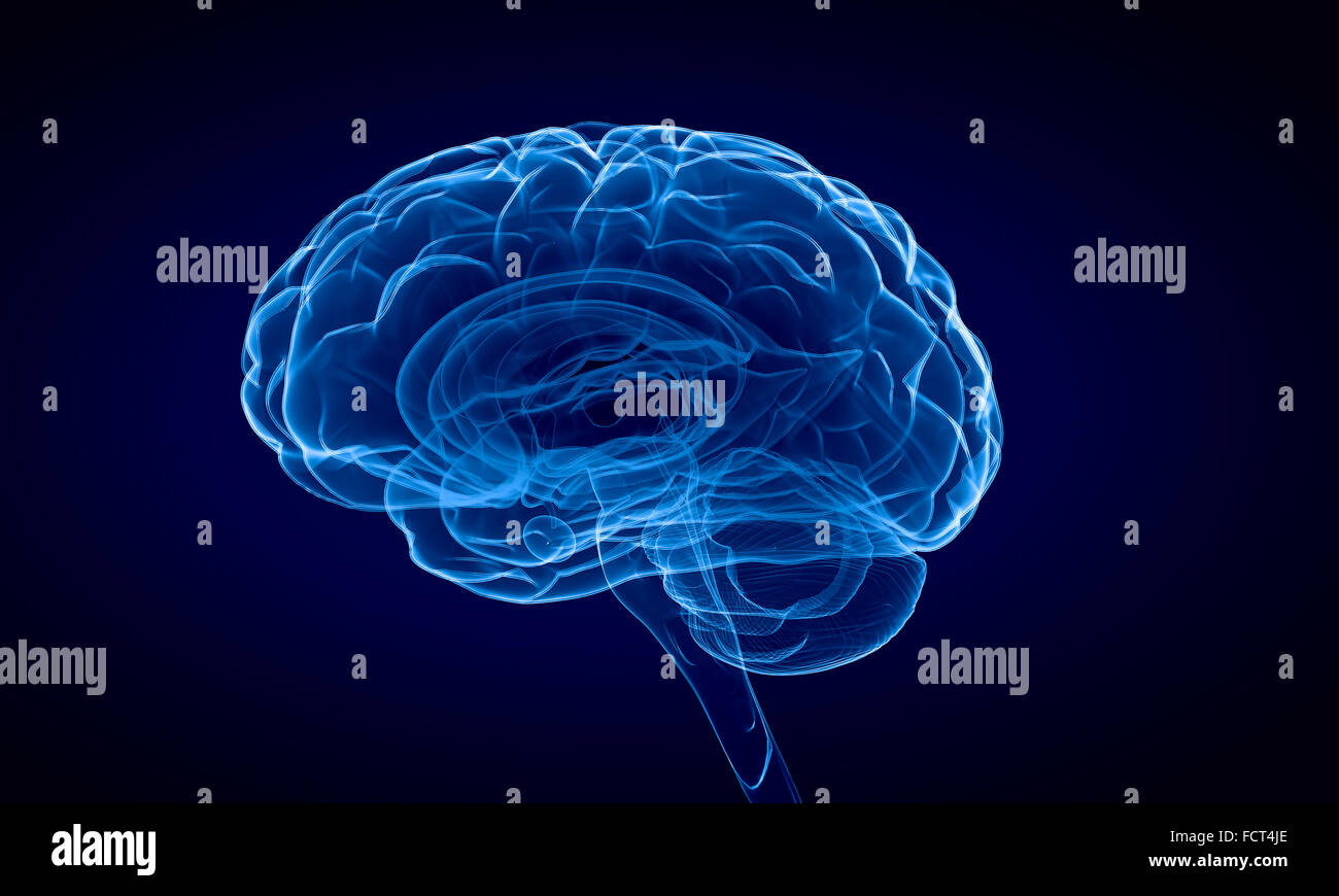 Blue Brain Stock Photos & Blue Brain Stock Images - Alamy