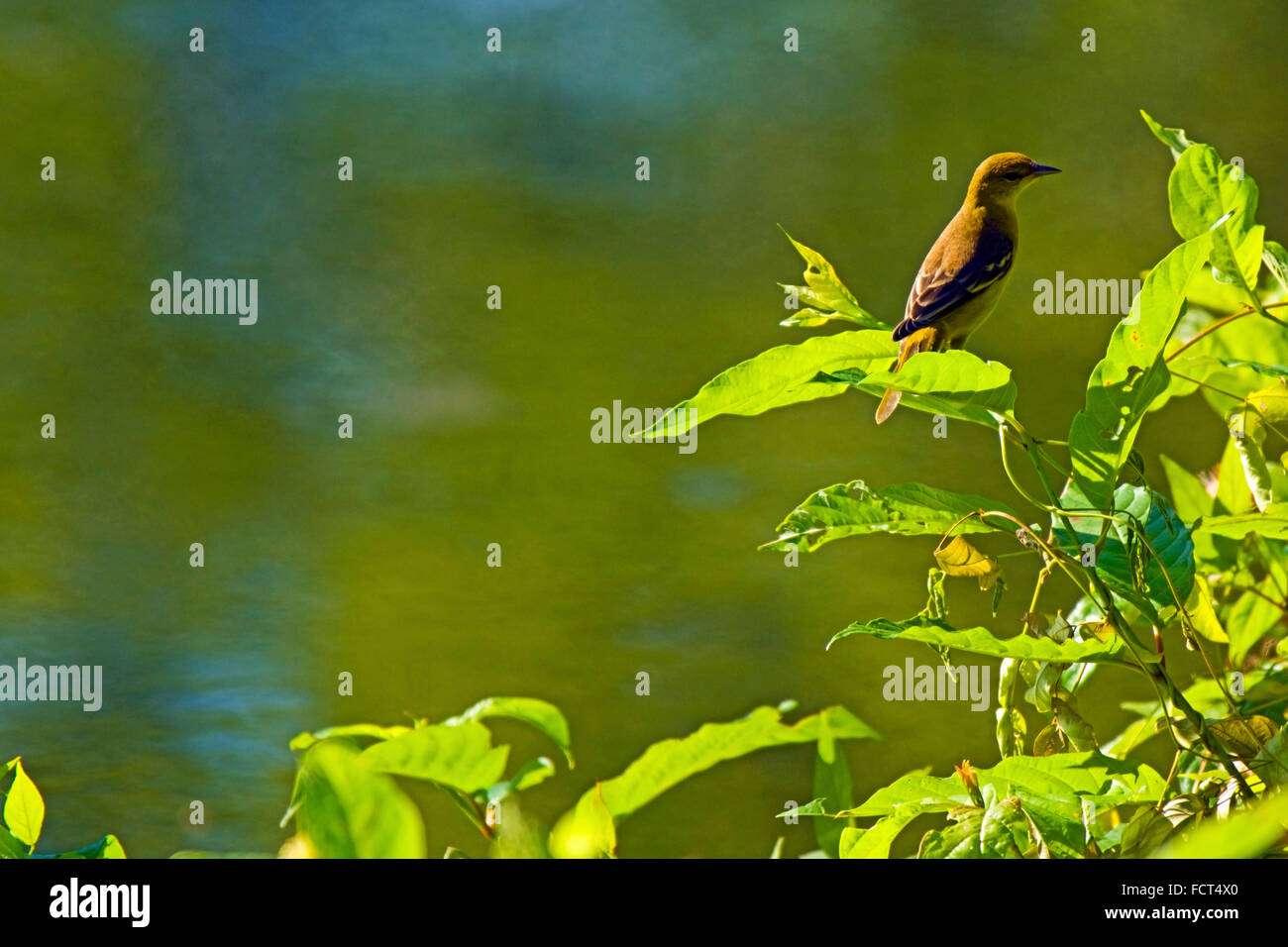 Female indigo bunting hi-res stock photography and images - Alamy