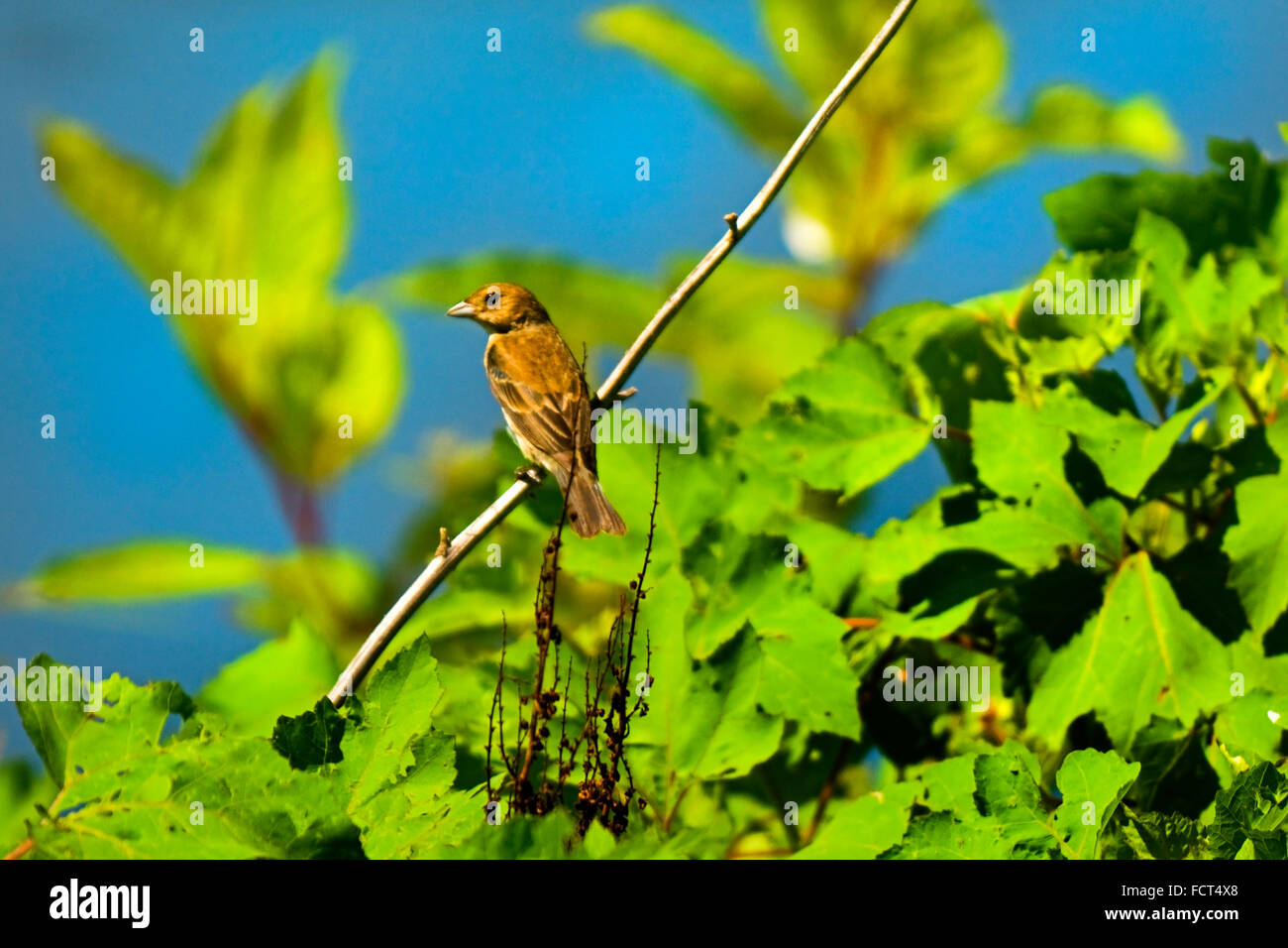 Female indigo bunting hi-res stock photography and images - Alamy
