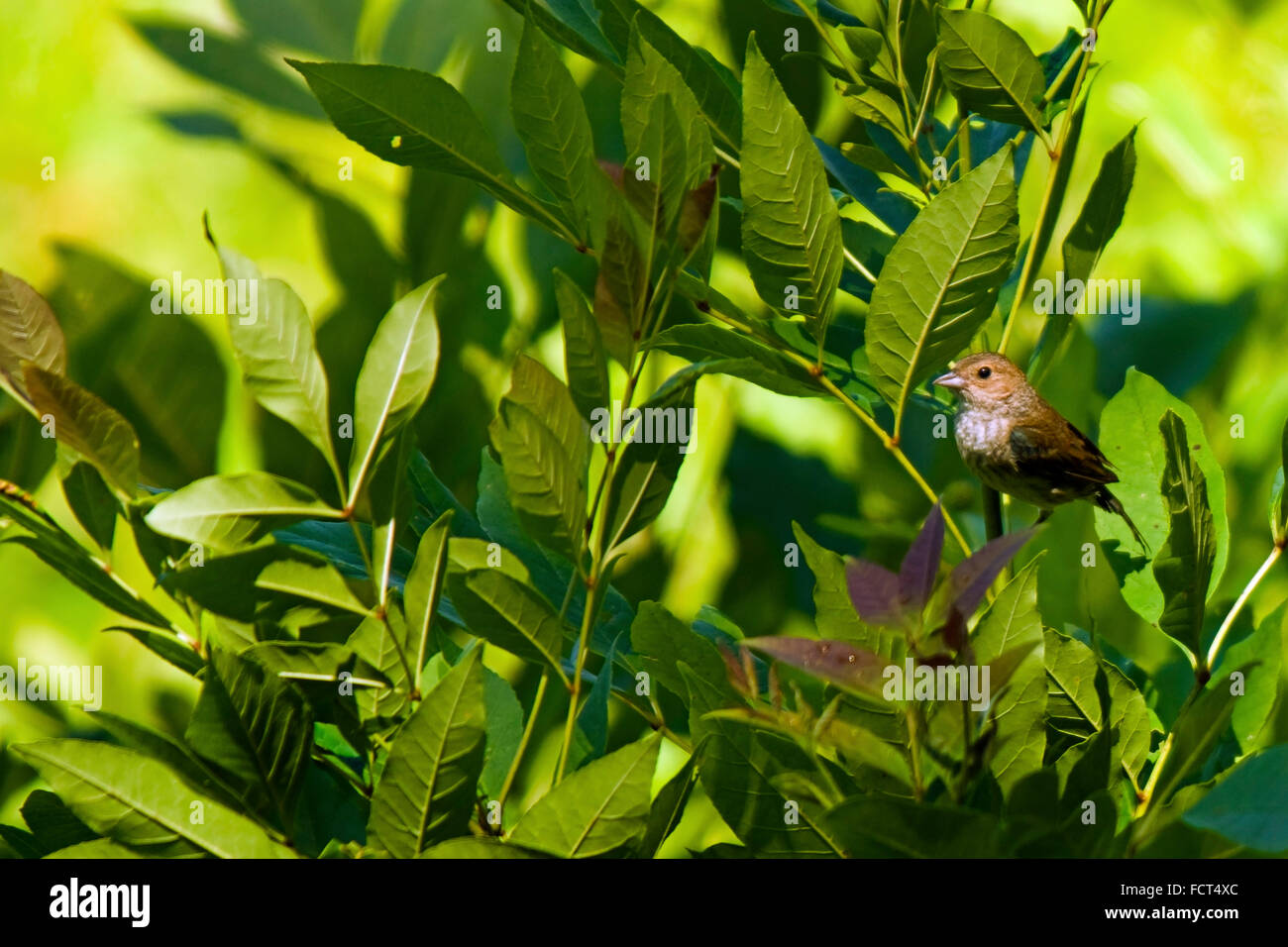 An female indigo bunting (I believe?) on a tree branch Stock Photo - Alamy