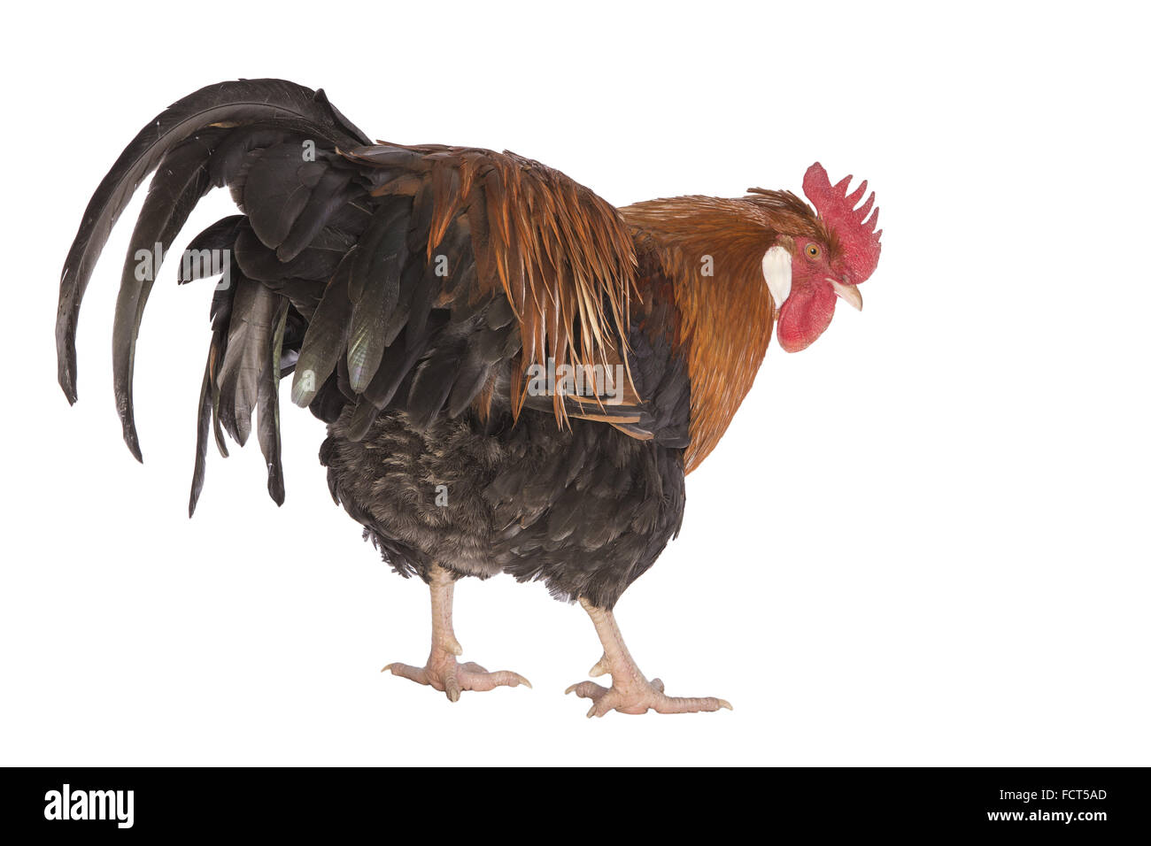 Austrian Sulmtaler rooster chicken rear view looking back isolated on ...