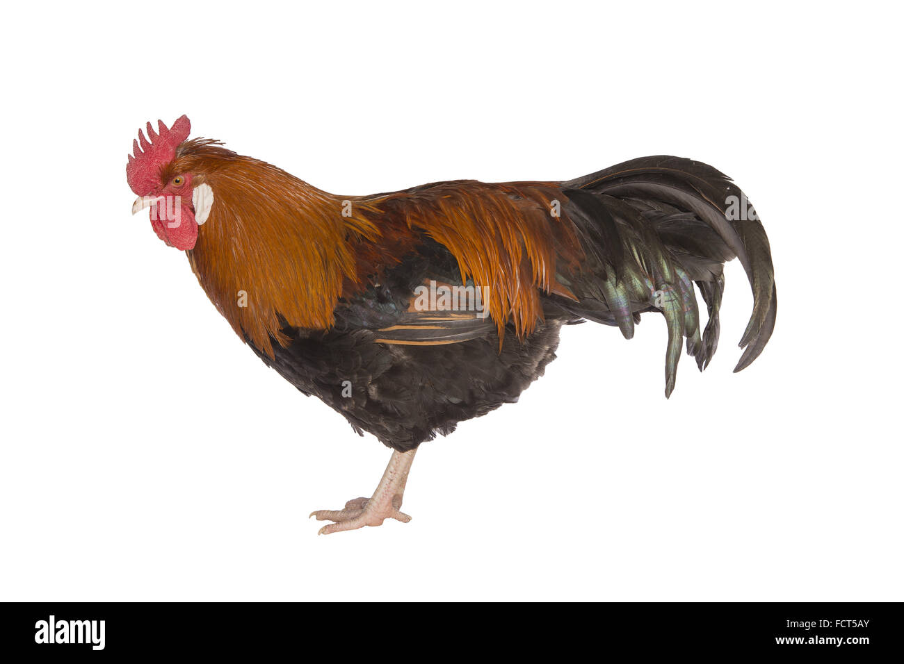 Austrian Sulmtaler rooster chicken side view isolated on white ...