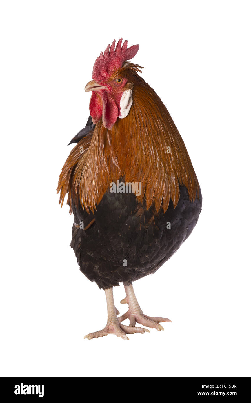 Austrian sulmtaler hen chicken front hi-res stock photography and ...